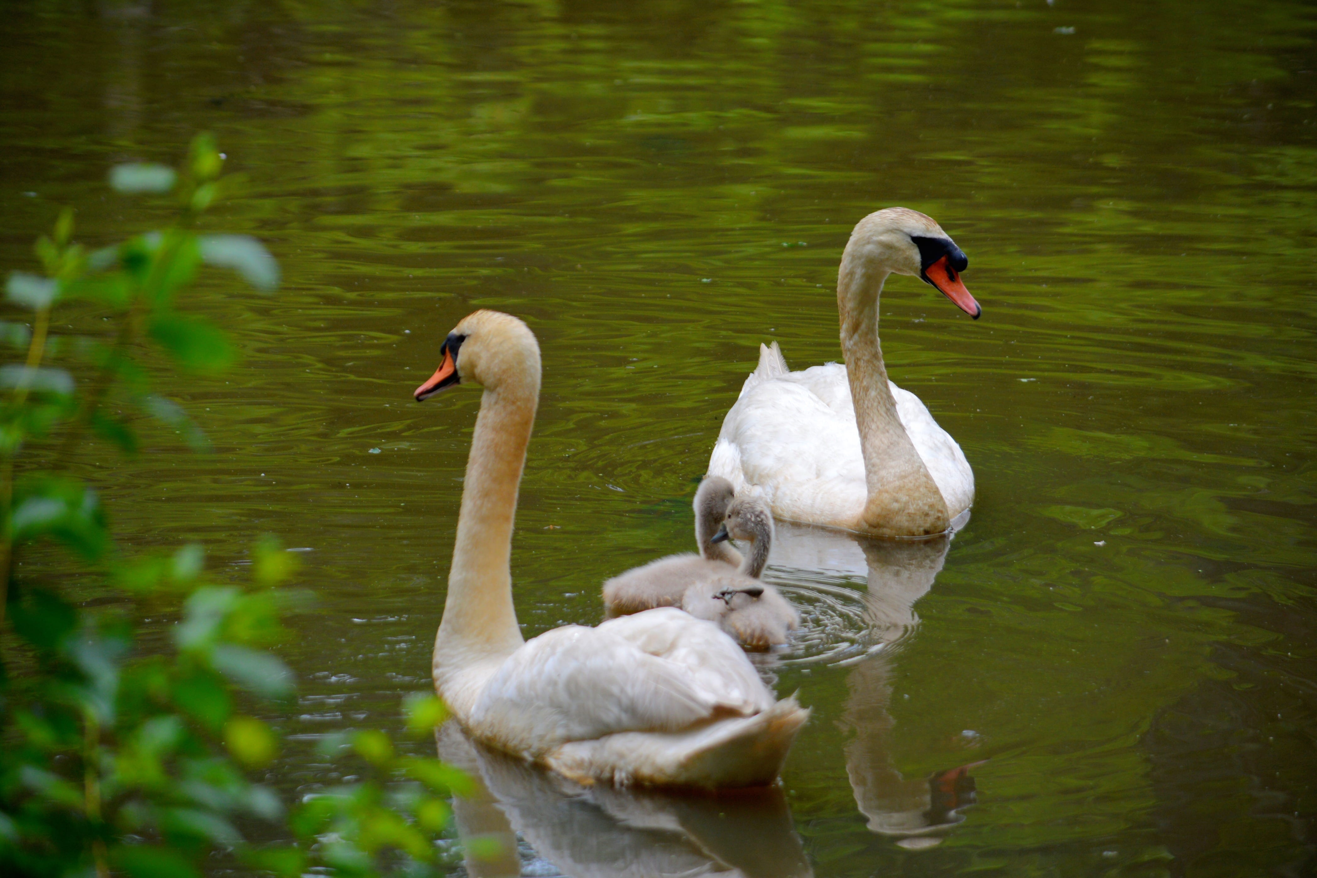 Autofocus and Autofocus Modes Explained for Beginners – David Molnar – Your Photography Mentor