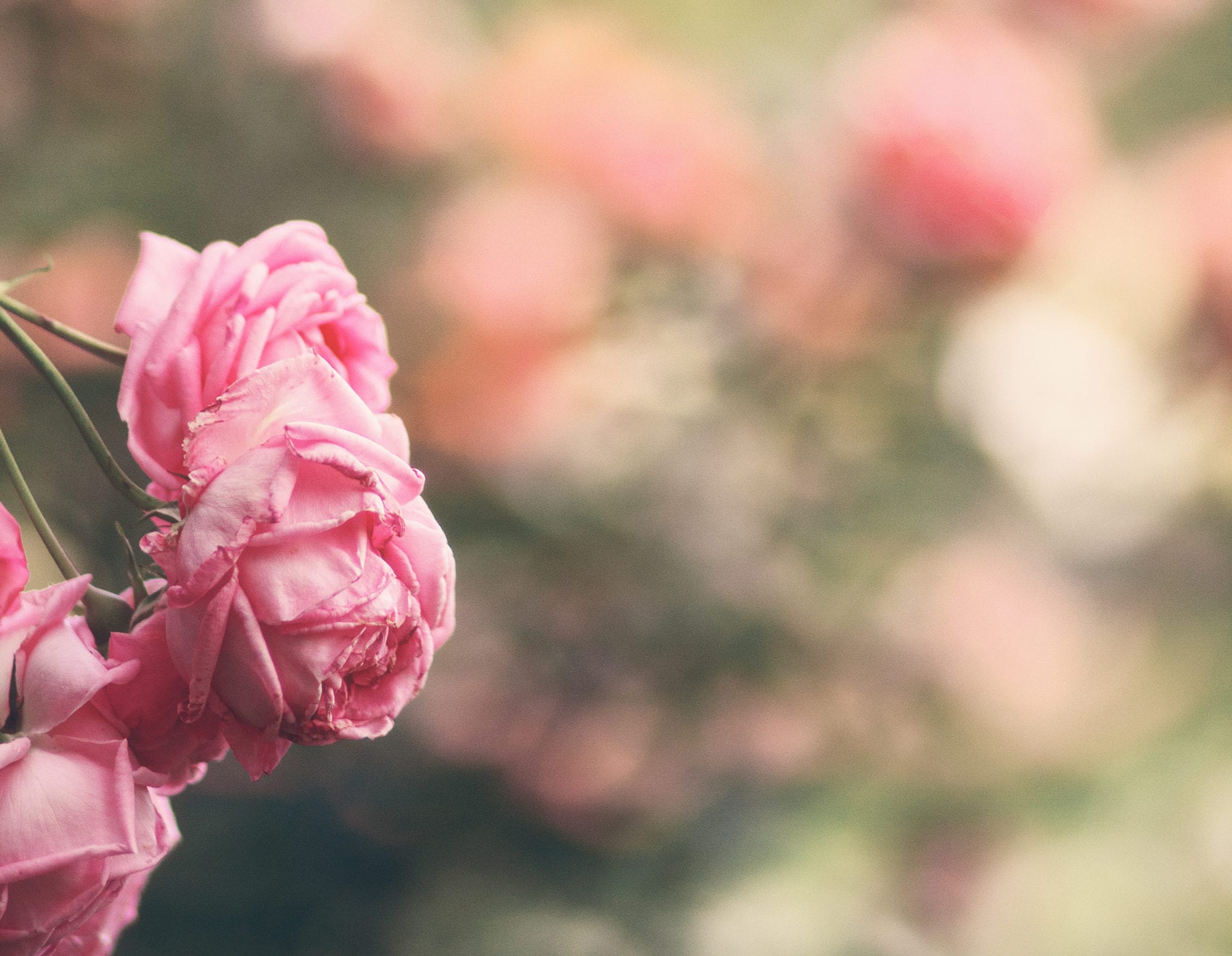 Choosing the Right Lens – David Molnar – Your Photography Mentor